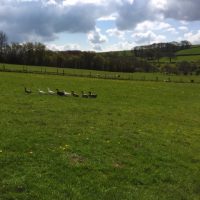 Gallery - Handley Farm