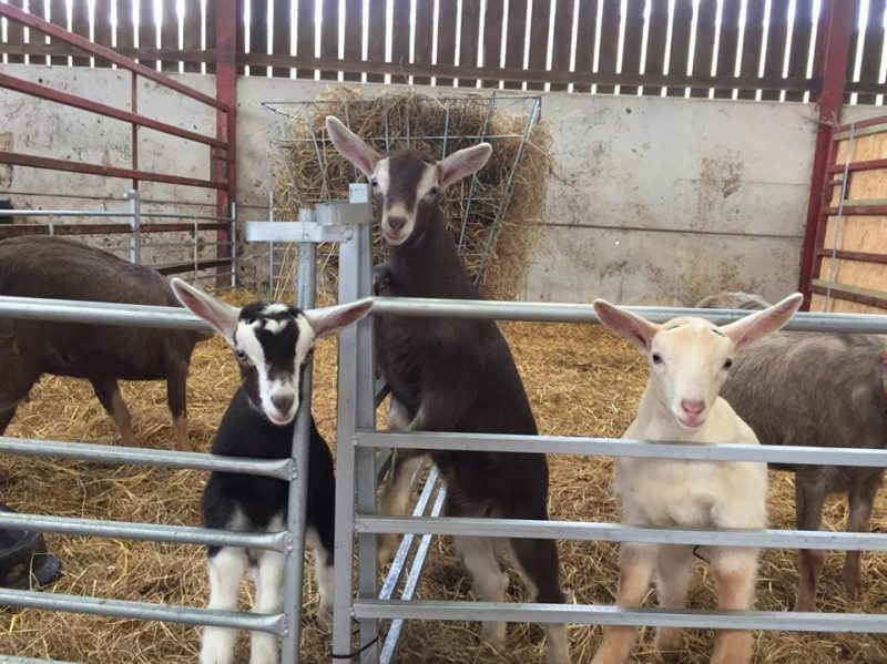 Gallery - Handley Farm