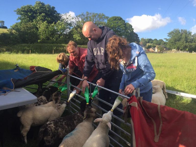 Gallery - Handley Farm